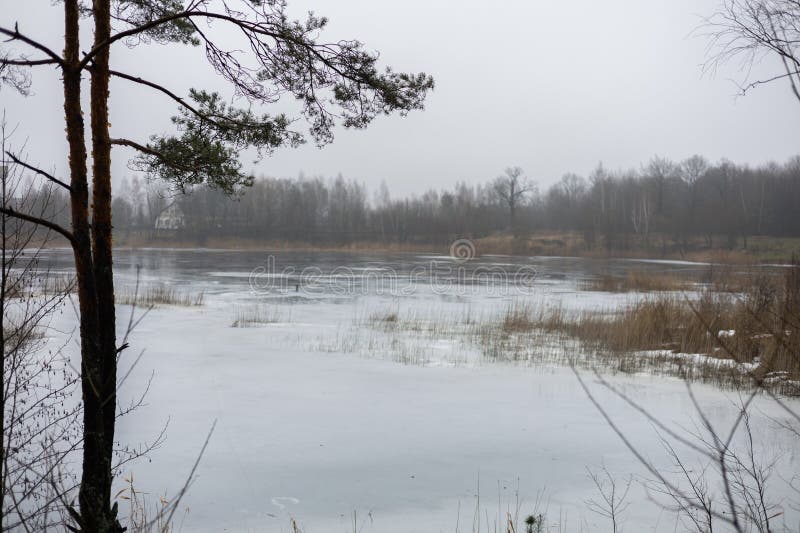 A Thin Layer of Ice Covers a Lake in Winter with Pine Trees in the ...