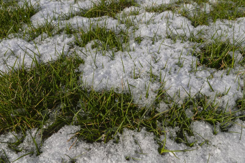 Thin Layer Snow Covers Green Grass First Stock Photos - Free & Royalty ...