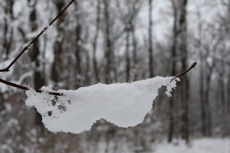 Thin Layer of Snow Falling from Tree Branch in Winter Forest Stock ...