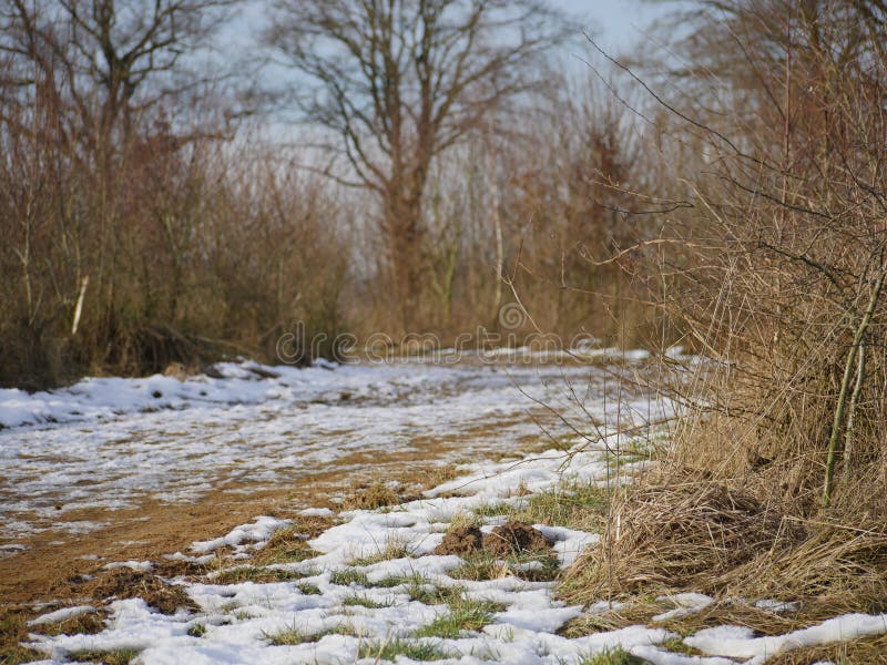 A Thin Layer of Snow between Two Rows of Bushes. Stock Image - Image of ...