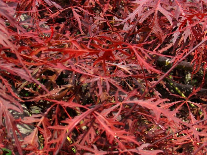 Garnet Maple Tree. Background. Stock Image - Image of summer, family ...