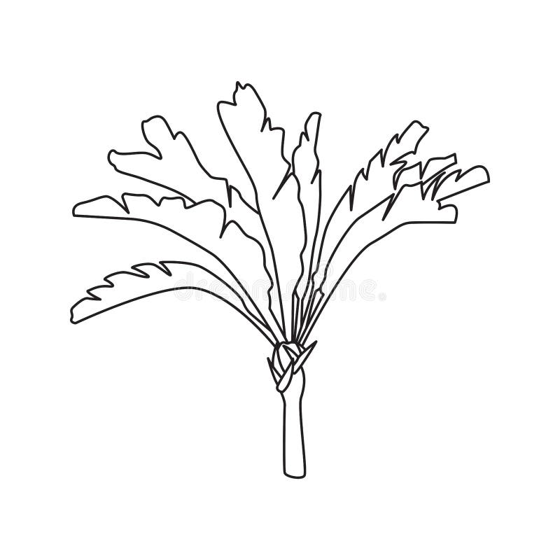 Thin line palm tree stock vector. Illustration of palm - 262078011