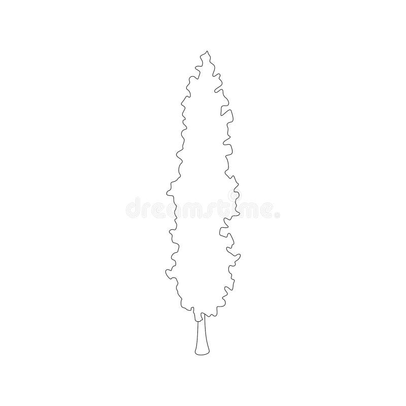 Thin line pine tree stock vector. Illustration of thin - 262077952