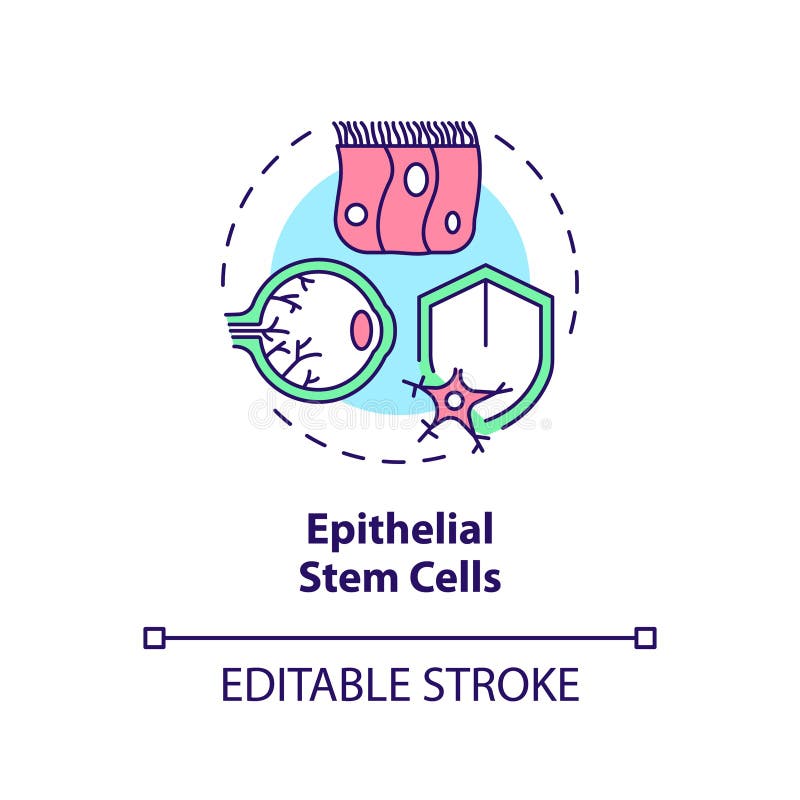 Thin Line Simple Colorful Epithelial Stem Cells Icon Concept Stock ...