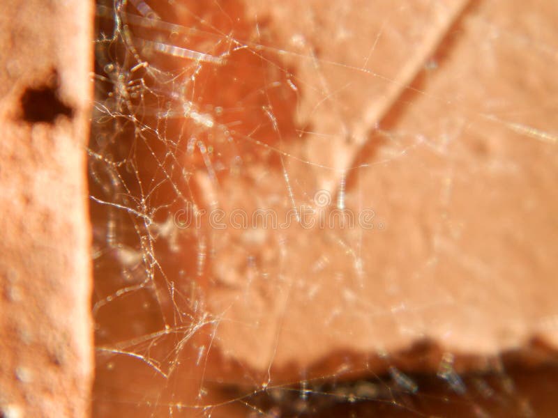 Thin little spiderweb stock image. Image of thin, brick - 155401069