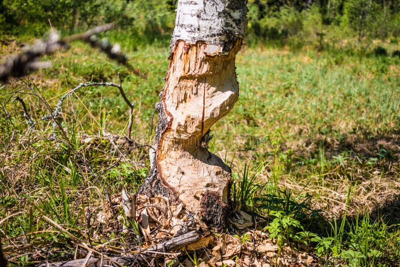 Thin Little Tree with Hack Marks Left from Axes in a Sunny Wilderness ...