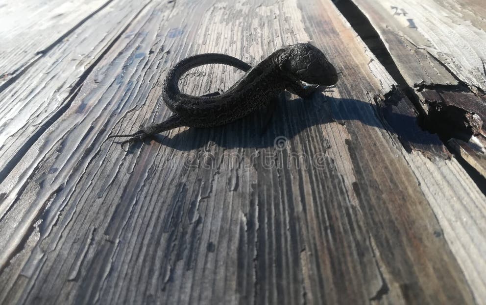 Thin Lizard Podarcis Tauricus Stock Image - Image of lizzard, thin ...