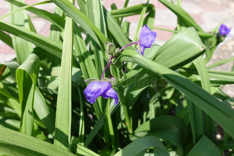 Thin Long Blade-like Leaves of Spiderwort Stock Photo - Image of garden ...
