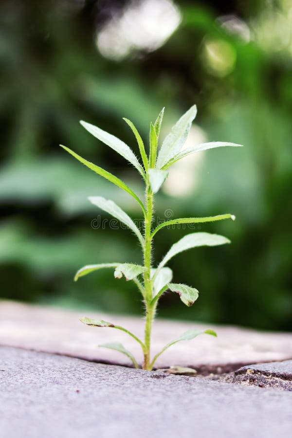 Thin Long Plant Grows on Concrete Closeup Stock Photo - Image of grow ...