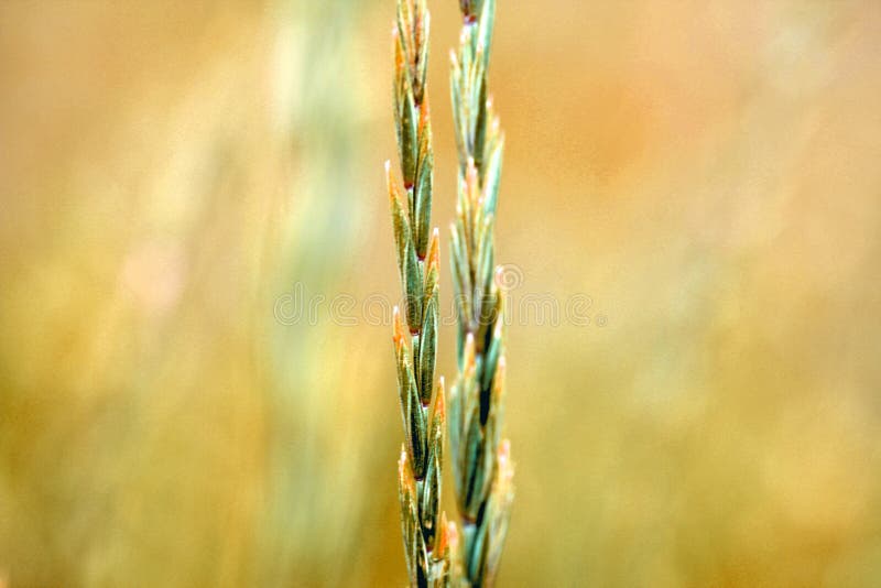 Thin Long Stalk of a Plant on a Blurry Background Stock Photo - Image ...