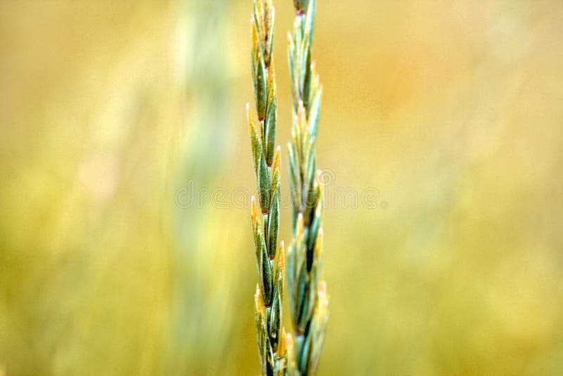 Thin Long Stalk of a Plant on a Blurry Background Stock Image - Image ...