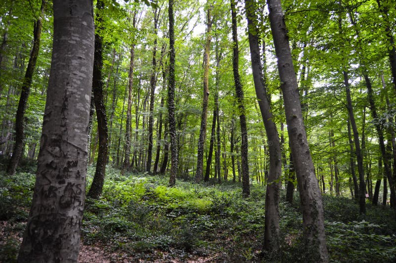 Thin and Long Stem Hornbeam Forest Texture Composed of Dense Trees ...