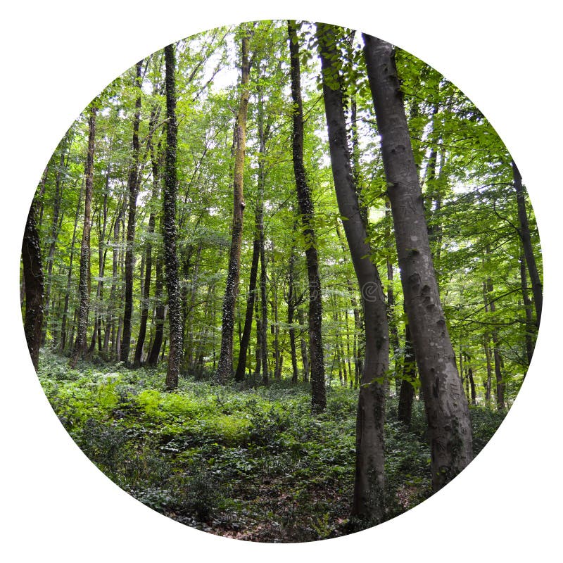 Thin and Long Stem Hornbeam Forest Texture Composed of Dense Trees ...
