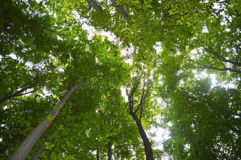 Thin and Long Stem Hornbeam Forest Texture Composed of Dense Trees ...