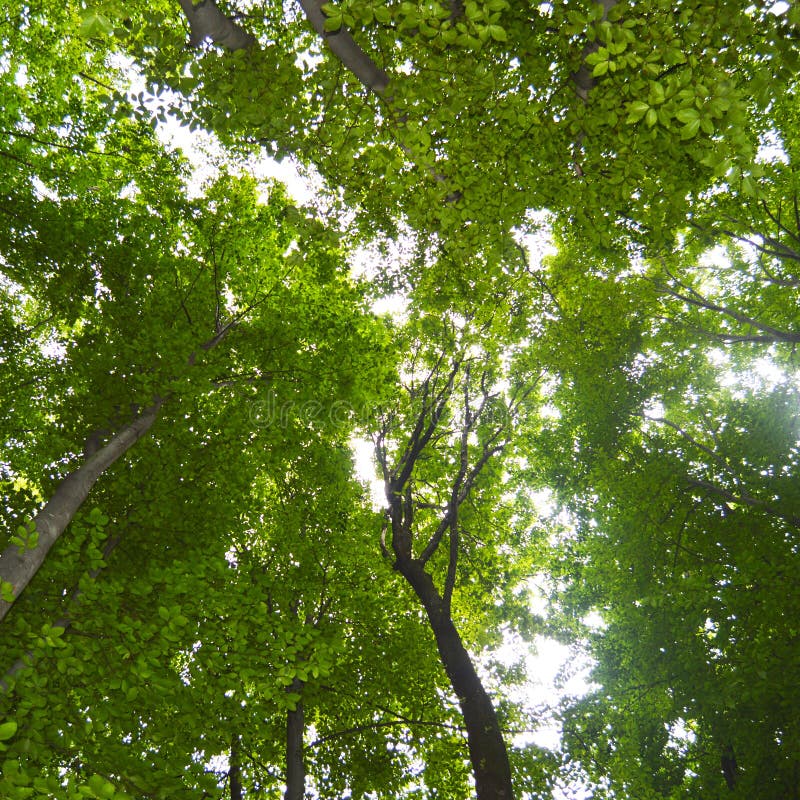 Thin and Long Stem Hornbeam Forest Texture Composed of Dense Trees ...
