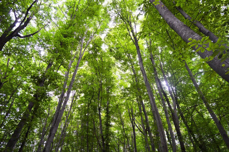 Thin and Long Stem Hornbeam Forest Texture Composed of Dense Trees ...