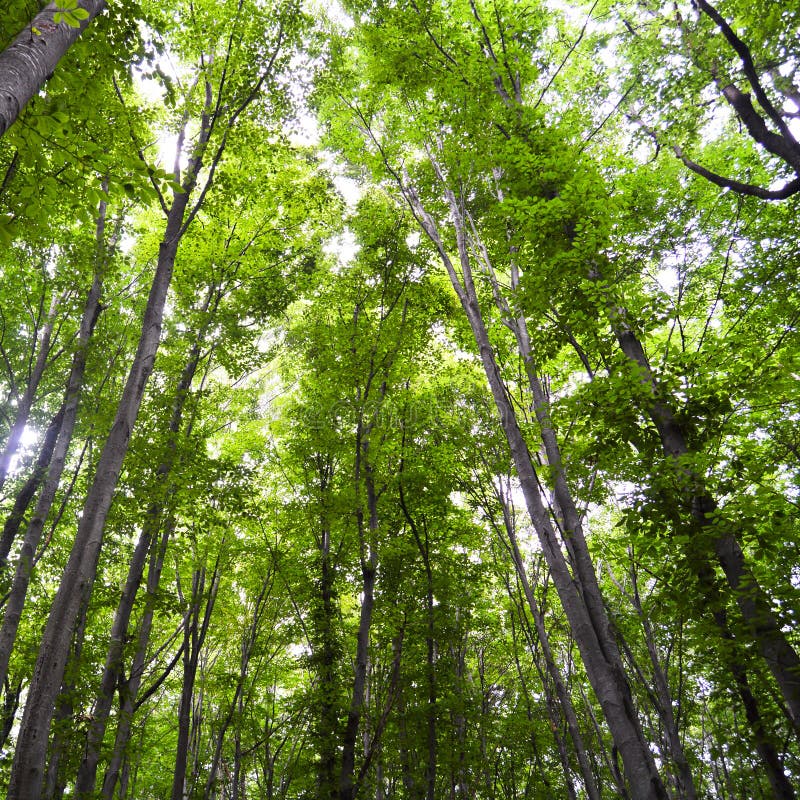 Thin and Long Stem Hornbeam Forest Texture Composed of Dense Trees ...