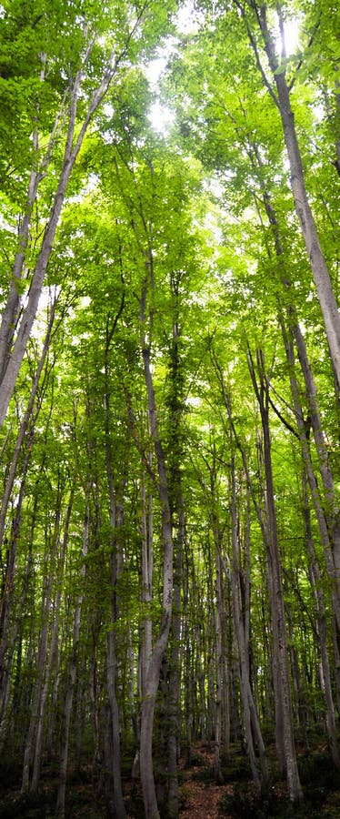 Thin and Long Stem Hornbeam Forest Texture Composed of Dense Trees ...