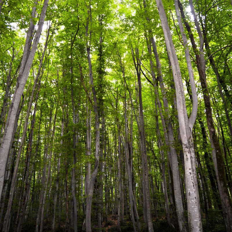 Thin and Long Stem Hornbeam Forest Texture Composed of Dense Trees ...