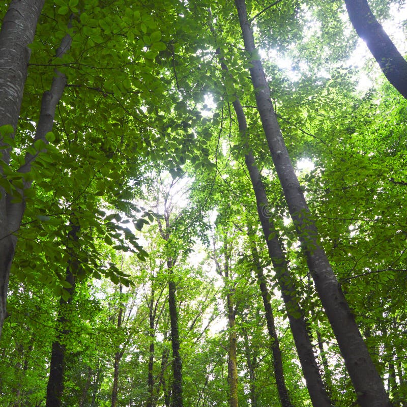 Thin and Long Stem Hornbeam Forest Texture Composed of Dense Trees ...