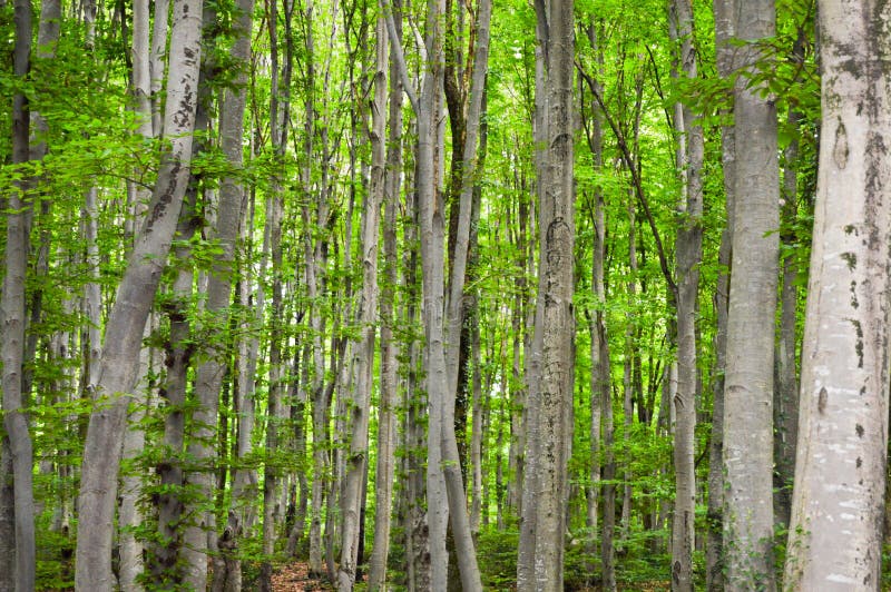 Thin and Long Stem Hornbeam Forest Texture Composed of Dense Trees ...