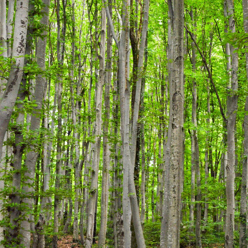 Thin and Long Stem Hornbeam Forest Texture Composed of Dense Trees ...