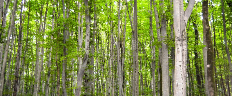 Thin and Long Stem Hornbeam Forest Texture Composed of Dense Trees ...