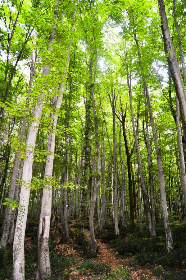 Thin and Long Stem Hornbeam Forest Texture Composed of Dense Trees ...