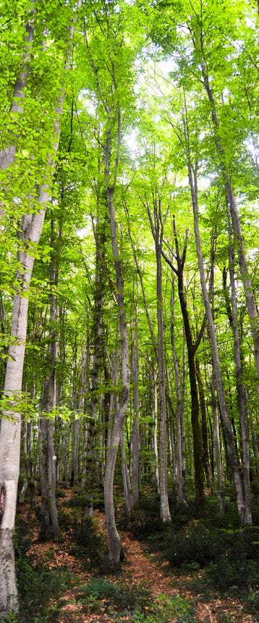 Thin and Long Stem Hornbeam Forest Texture Composed of Dense Trees ...