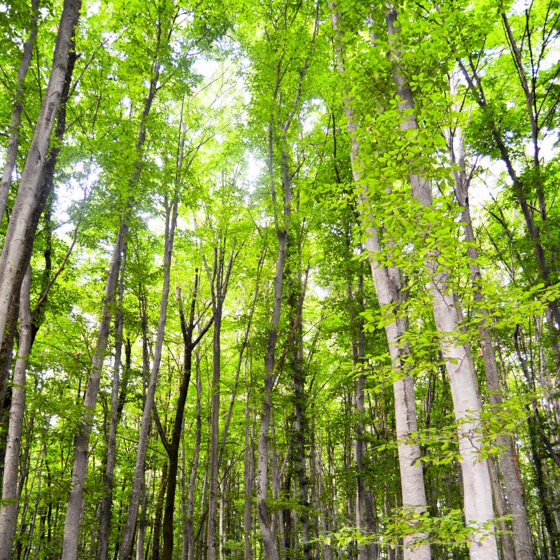 Thin and Long Stem Hornbeam Forest Texture Composed of Dense Trees ...
