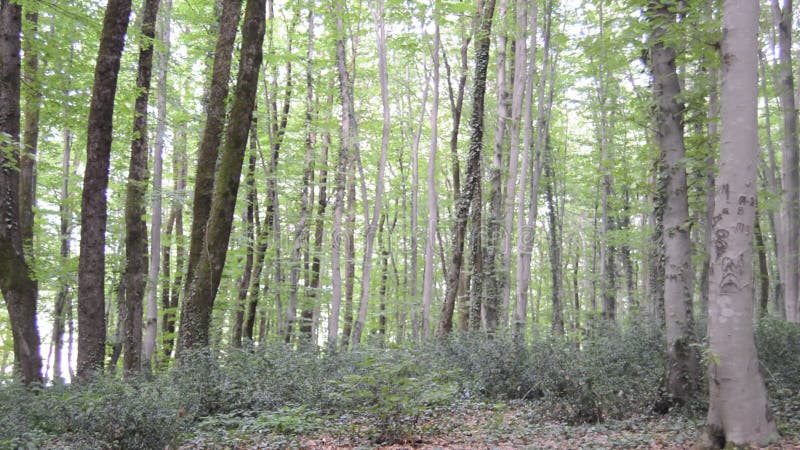 Thin and Long Stem Hornbeam Forest Texture Composed of Dense Trees ...