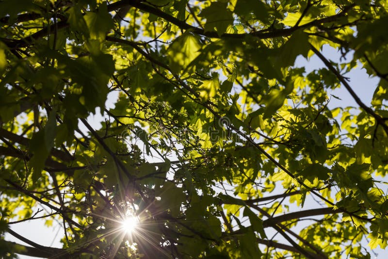 Thin Maple Foliage in Sunlight in Spring Season Stock Photo - Image of ...