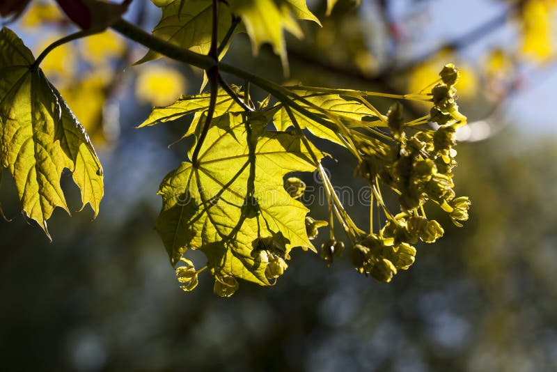 Thin Maple Foliage in Sunlight in Spring Season Stock Photo - Image of ...