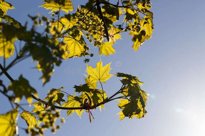 Thin Maple Foliage in Sunlight in Spring Season Stock Photo - Image of ...