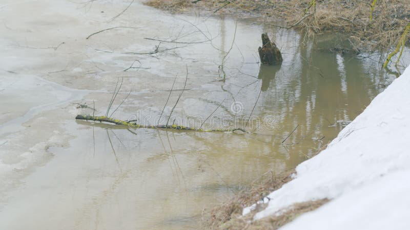 Thin Melting Ice in a Spring Forest Lake. the Spring Surface of the ...