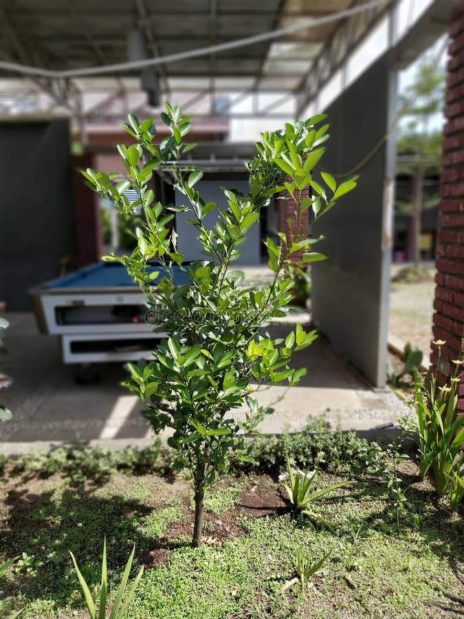 Thin Orange Tree in the Yard of the Indonesian Bandung Office Stock ...