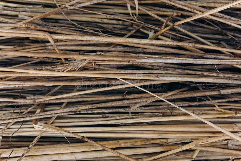 Thin Organic Sticks Lying Outdoors. Rustic Background from Tree ...