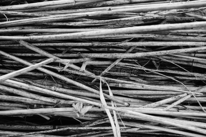 Thin Organic Sticks Lying Outdoors. Rustic Background from Tree ...
