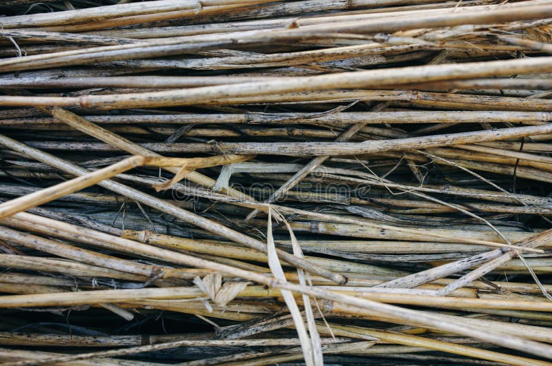 Thin Organic Sticks Lying Outdoors. Rustic Background from Tree ...