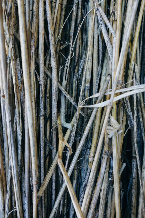Thin Organic Sticks Lying Outdoors. Rustic Background from Tree ...