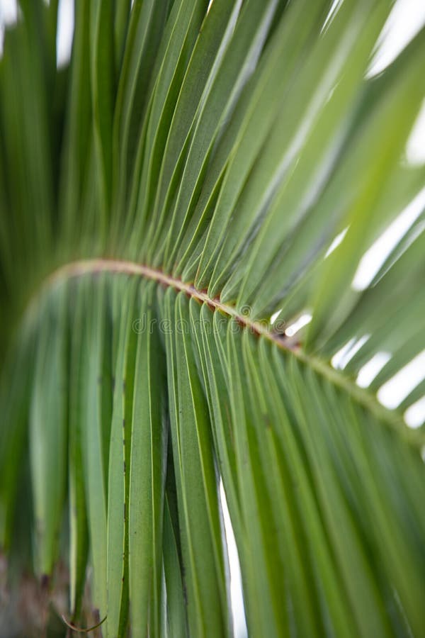 Thin path on a palm leaf stock photo. Image of outgoing - 178704888