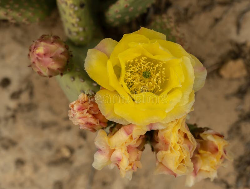 Thin Petals of Yellow Cactus Bloom Stock Photo - Image of outdoor ...