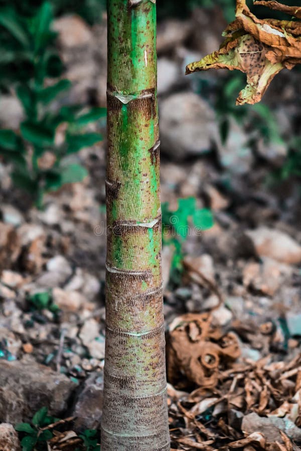 A Thin Plant Stem in a Garden Stock Photo - Image of surface, thin ...