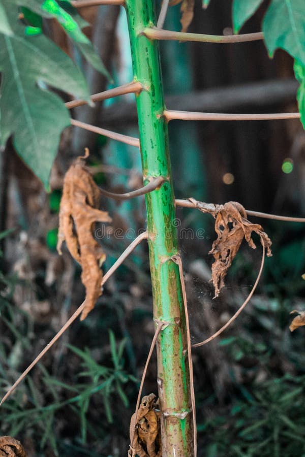 A thin plant stem stock photo. Image of season, stem - 140798028