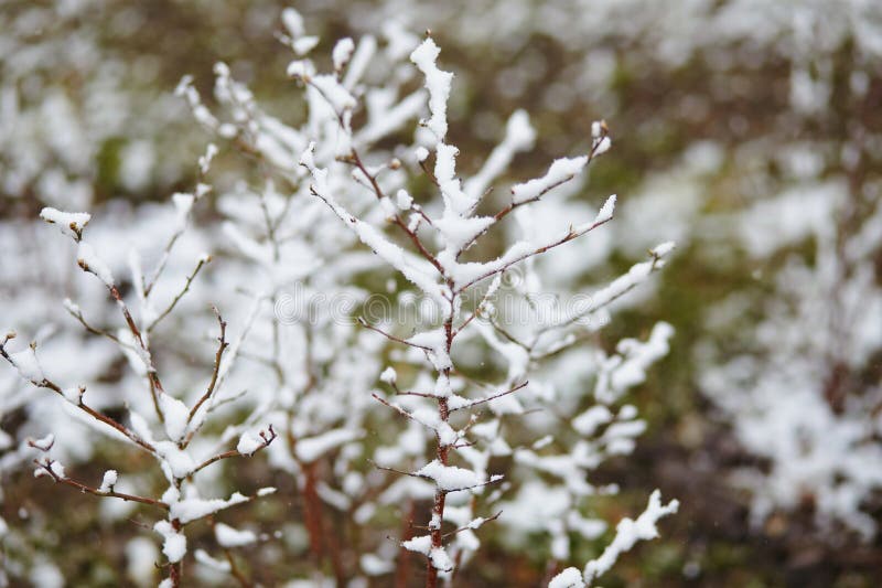 Thin Plant Stems Dusted with Snow in Early Spring, Highlighting ...