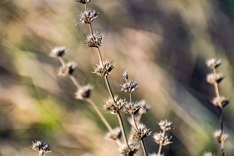 Thin Prickly Plant in Spring after Winter. Rough with Small Buds All ...