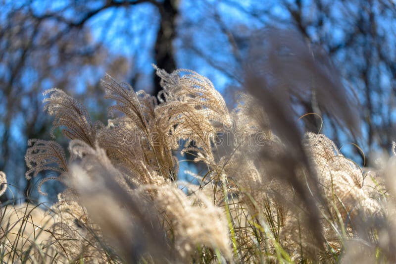 Thin Reeds Gently Swaying in the Breeze on a Beautiful Autumn Day Stock ...