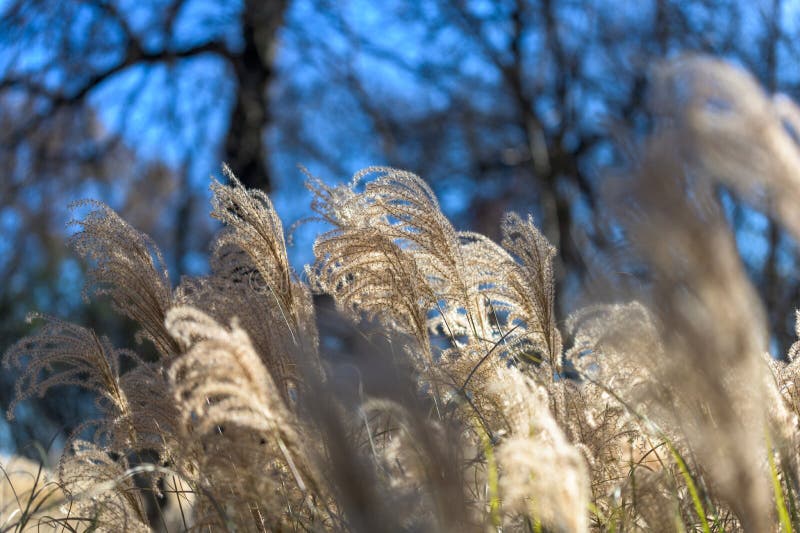 Thin Reeds Gently Swaying in the Breeze on a Beautiful Autumn Day Stock ...