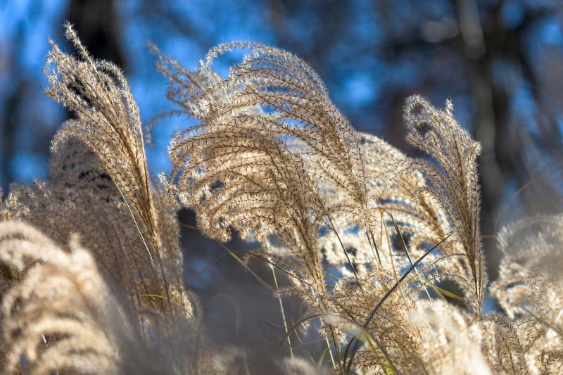 Thin Reeds Gently Swaying in the Breeze on a Beautiful Autumn Day Stock ...