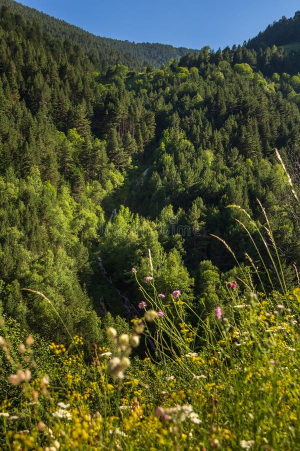 Thin River Flowing Down from the Mountain Passes through a Green Forest ...